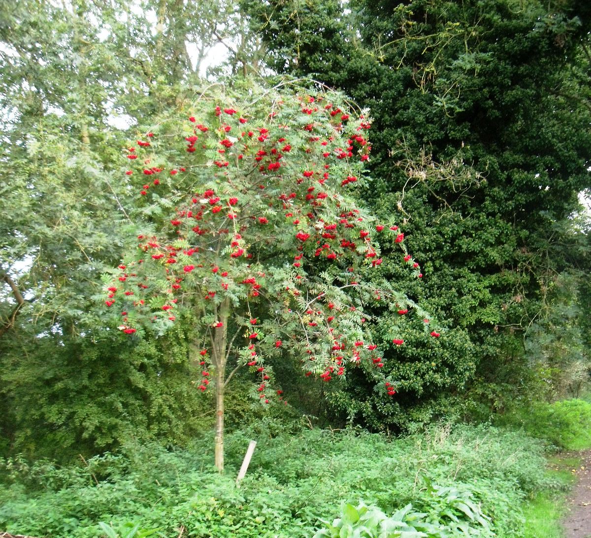 Witch Tree, Quicken Tree, Delight of the Eye